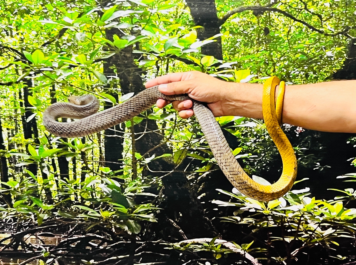 LTC Yellow Tail Cribo Cribo & Indigo Snake by Paul's Cool Scales ...