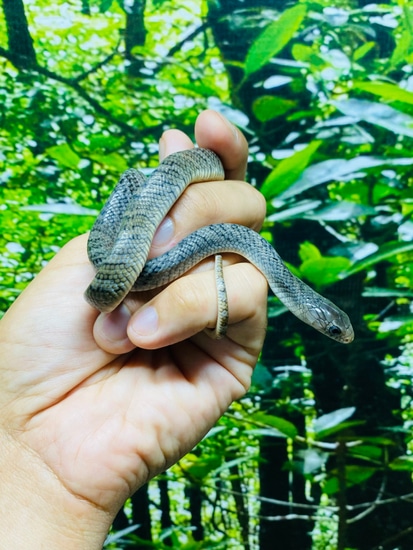 Yellow Tail Cribo Cribo & Indigo Snakes by Paul's Cool Scales