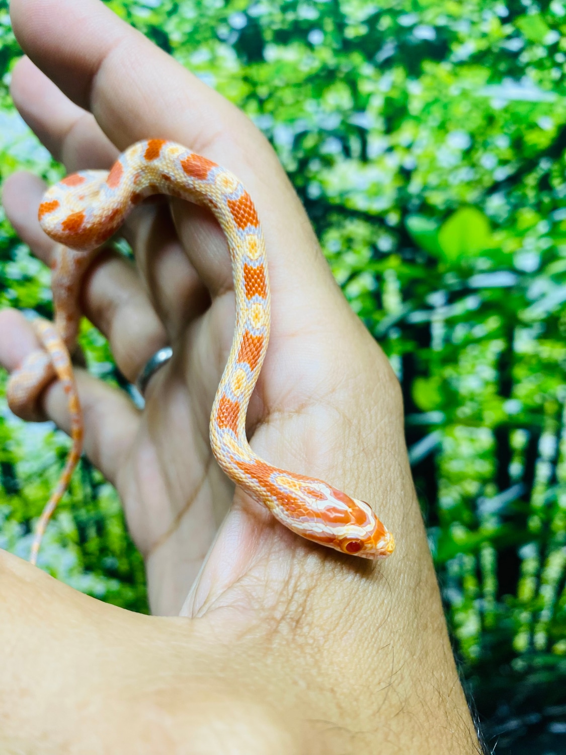 Orange Corn Snake by Paul's Cool Scales - MorphMarket