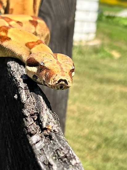 Docile Hypo Boa Boa Constrictor by Paul's Cool Scales