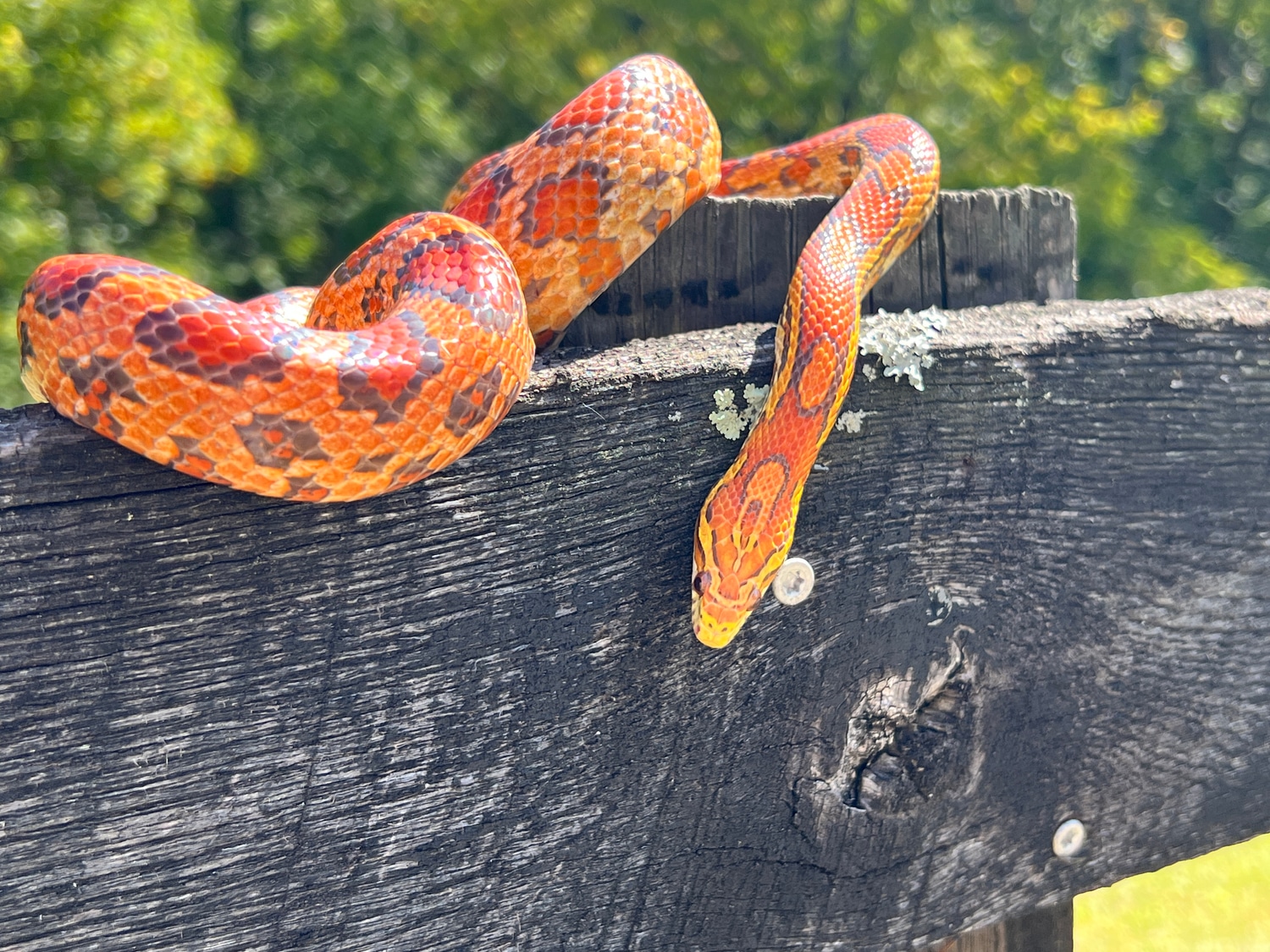 BEAUTIFUL Ultramel Corn Snake by Paul's Cool Scales - MorphMarket