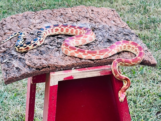 Baja Cape Gopher Snake by Paul's Cool Scales