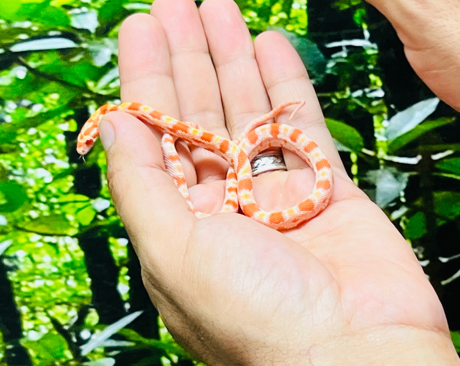 Orange 1 Corn Snake by Paul's Cool Scales - MorphMarket