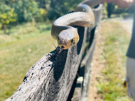 Black Tail Cribo Cribo & Indigo Snakes by Paul's Cool Scales