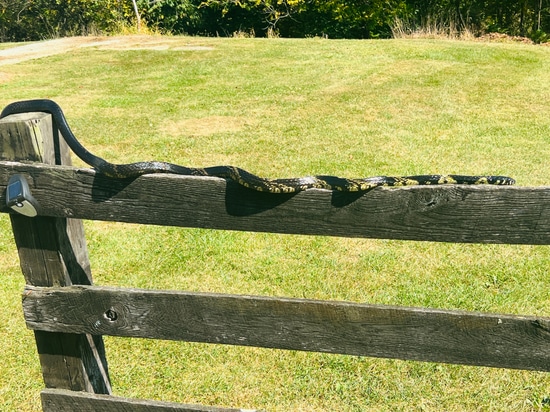 DOCILE Tiger Rat Snake Other Rat Snake by Paul's Cool Scales