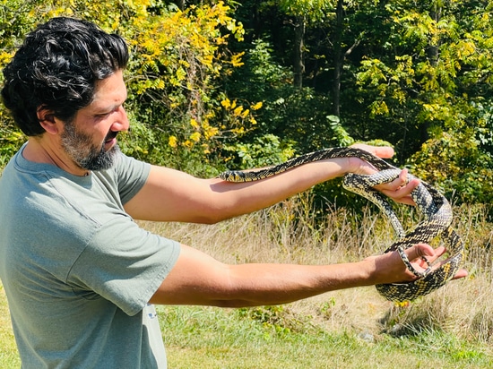 Docile Tiger Rat Snake Other Rat Snake by Paul's Cool Scales