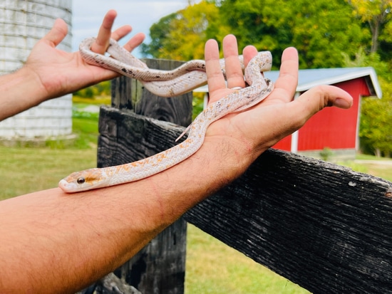 Calico Beauty Snake - FREE SHIPPING Beauty Rat Snake by Paul's Cool Scales