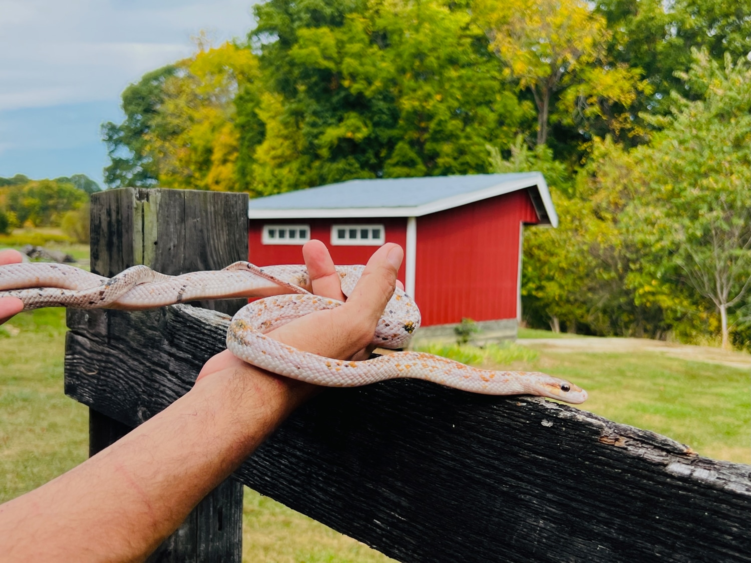 Calico Beauty Snake Beauty Rat Snake by Paul's Cool Scales - MorphMarket