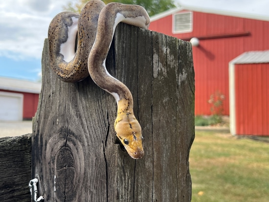 Pied Reticulated Python by Paul's Cool Scales