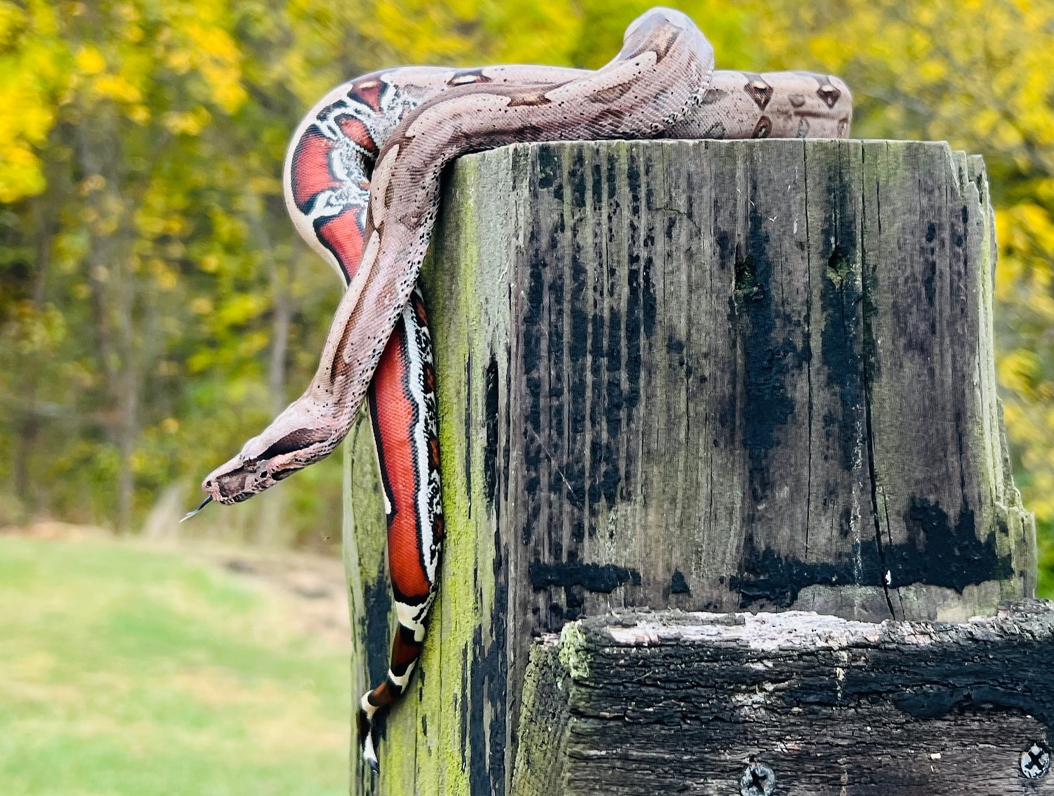 CBB Striped Tail Suriname SM1 True Red-Tailed Boa Constrictor by Paul's ...