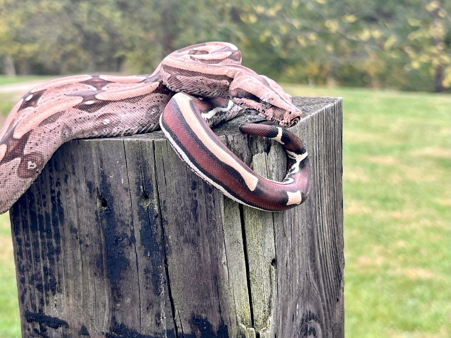 Striped Tail Suriname True Red-tailed Boa Constrictor by Paul's Cool ...