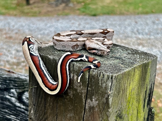 CBB Suriname Striped Tail SF2 True Red-Tailed Boa Constrictor by Paul's ...