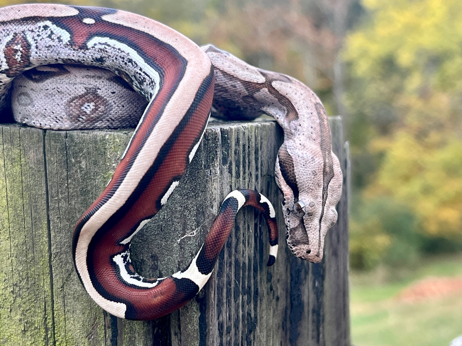 Suriname Striped Tail True Red-Tailed Boa Constrictor by Paul's Cool ...