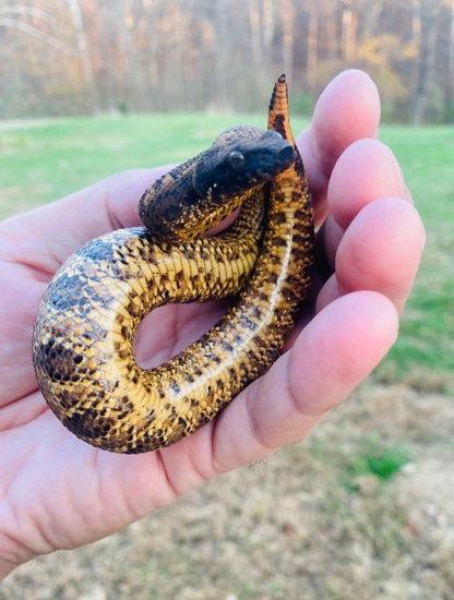 Viper Boa by Paul's Cool Scales