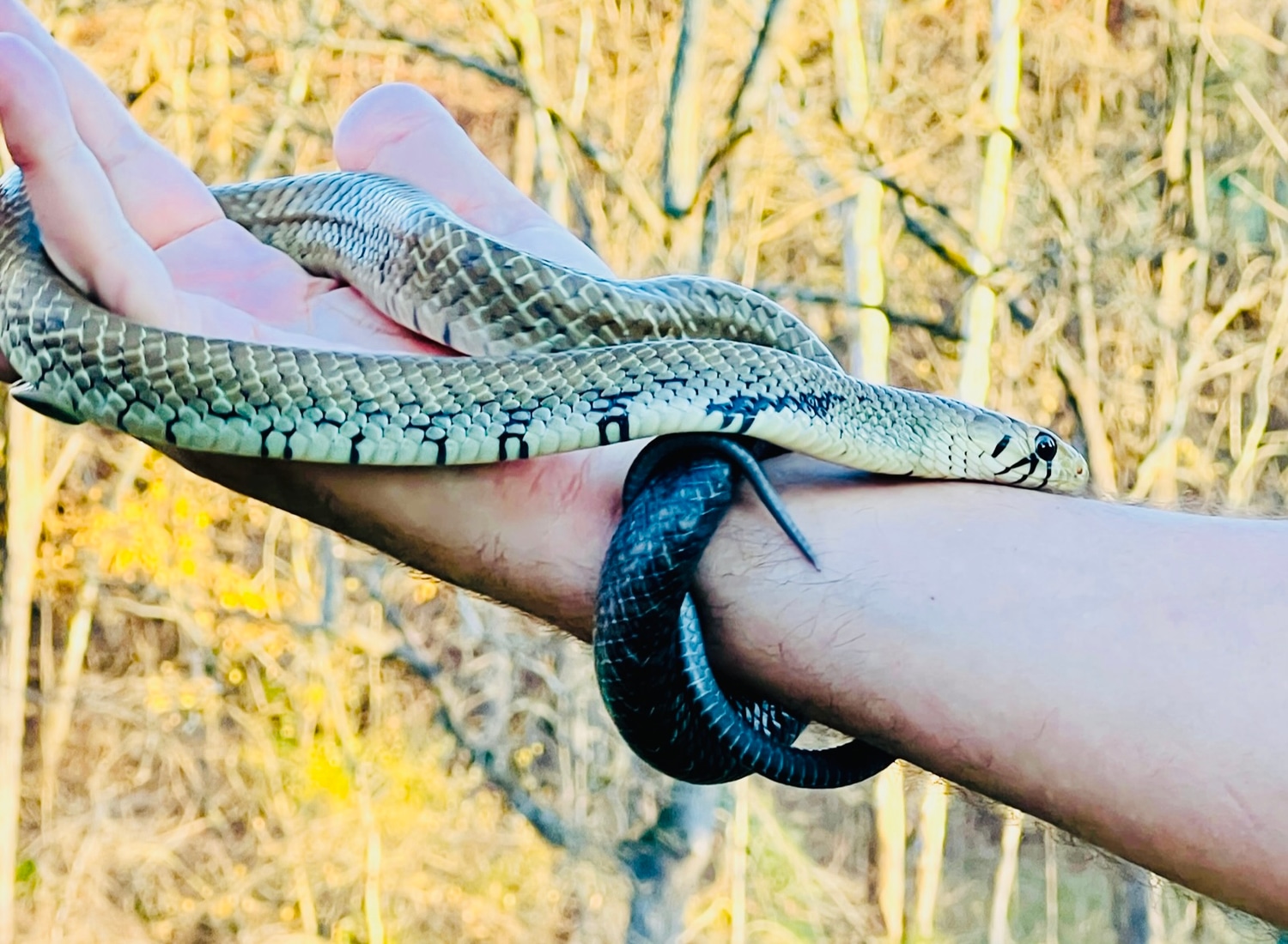 Black Tail Cribo Cribo & Indigo Snake by Paul's Cool Scales - MorphMarket