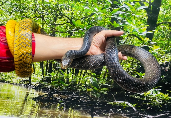 NICE Yellow Tail Cribo CHRISTMAS SALE AND FREE SHIPPING Cribo & Indigo ...