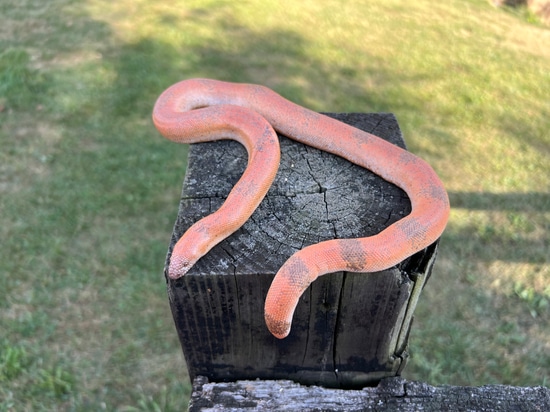 "2-headed Snake" Sunset Indian Sand Boa M8 by Paul's Cool Scales