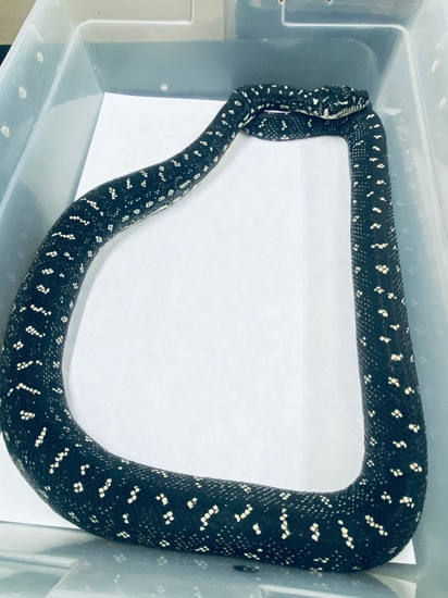 Pure Diamond Carpet Python FREE SHIPPING by Paul's Cool Scales