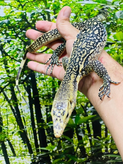 CBB Sidrap Sulawesi Dwarf Water Monitor - FREE SHIPPING - END OF YEAR ...