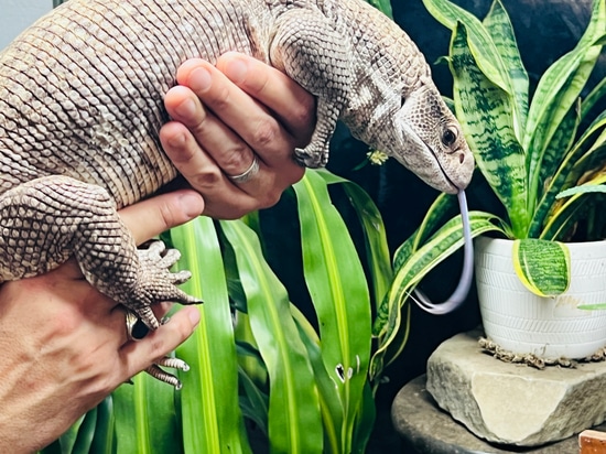 Perfect TAME Savannah - END OF YEAR SALE! Savannah Monitor by Paul's ...
