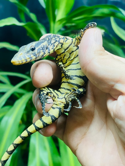 Ornate Nile Monitor by Paul's Cool Scales