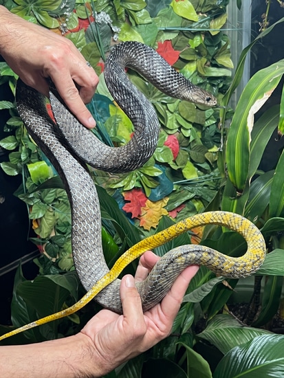 Yellow Tail Cribo Cribo & Indigo Snakes by Paul's Cool Scales