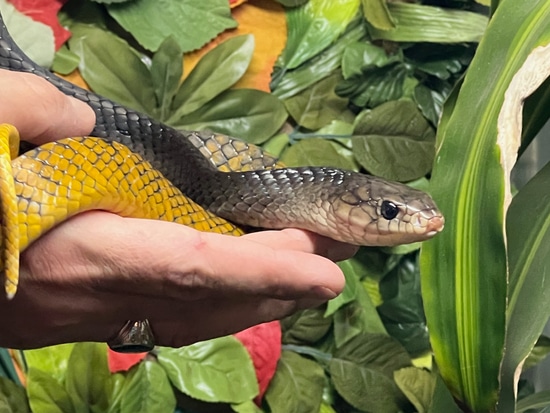 Yellow Tail Cribo Cribo & Indigo Snakes by Paul's Cool Scales