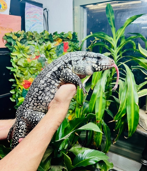DOCILE Blue Tegu Argentine Tegus by Paul's Cool Scales