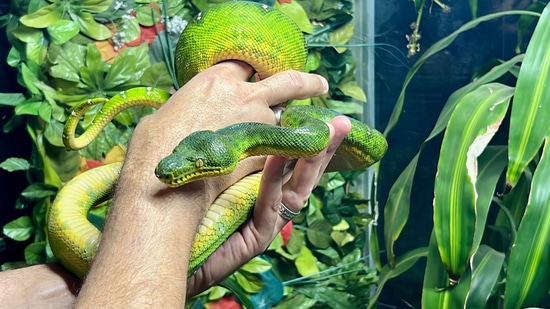 Emerald Tree Boa Northern Emerald Tree Boa by Paul's Cool Scales
