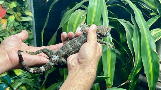 XL Tokay Tokay Gecko by Paul's Cool Scales