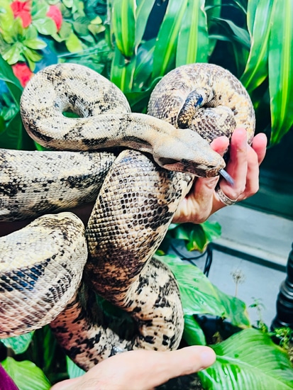 Pure Hog Island Boa Boa Constrictor by Paul's Cool Scales