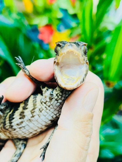Cuvier’s Dwarf Caiman Cuvier's Dwarf Caiman by Paul's Cool Scales