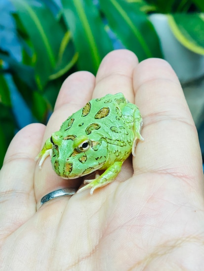 Blue Samurai Pacman Pacman Frog by Paul's Cool Scales