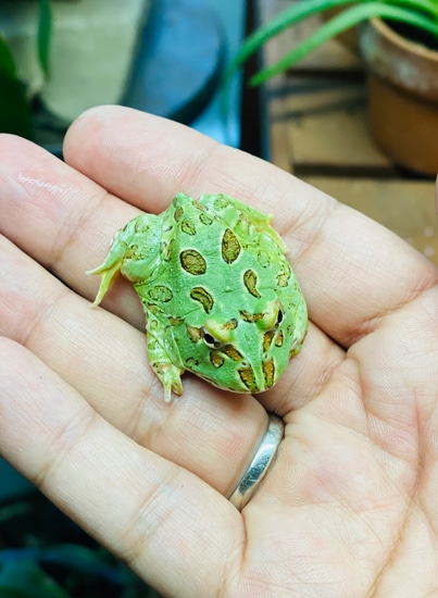 Blue Samurai PACMAN Pacman Frog by Paul's Cool Scales