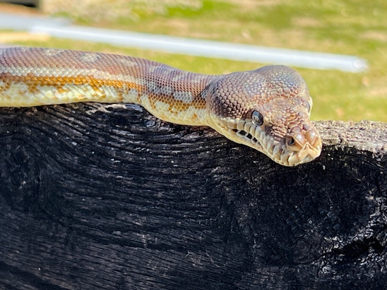 Bredli's Python Centralian Carpet Python by Paul's Cool Scales