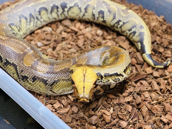 DOCILE Borneo Short-Tailed Python by Paul's Cool Scales
