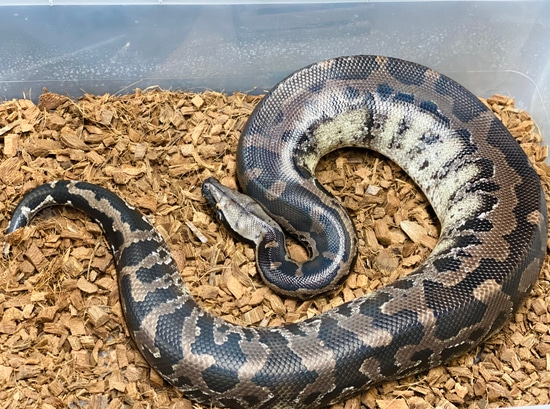 EASTER AUCTION Sumatran Short-Tail Sumatran Short-Tailed Python by Paul ...