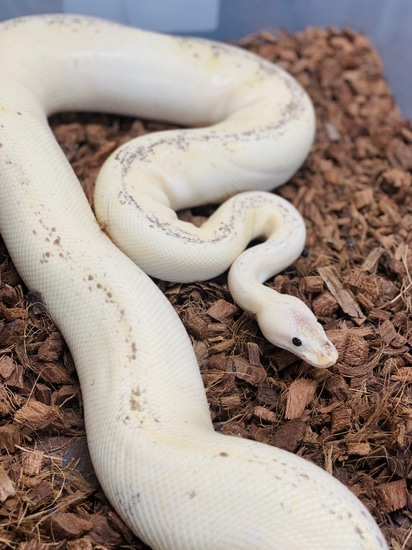 Pastel Enchi Champagne Yellow Belly Ball Python by Paul's Cool Scales