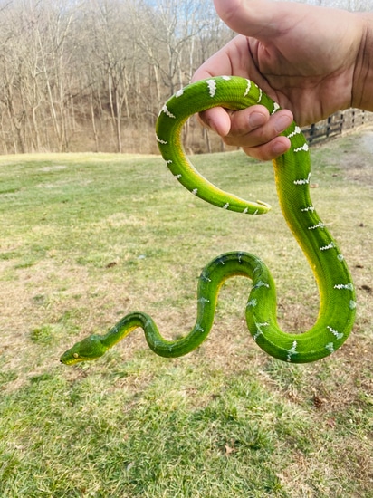 Emerald Tree Boa Northern Emerald Tree Boa by Paul's Cool Scales