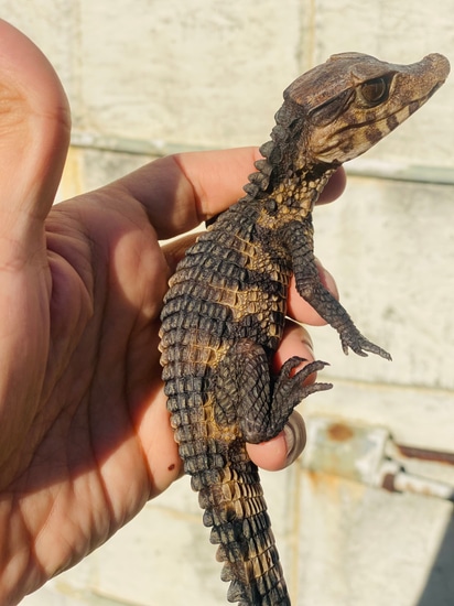Cuvier's True Dwarf Caiman Cuvier's Dwarf Caiman by Paul's Cool Scales