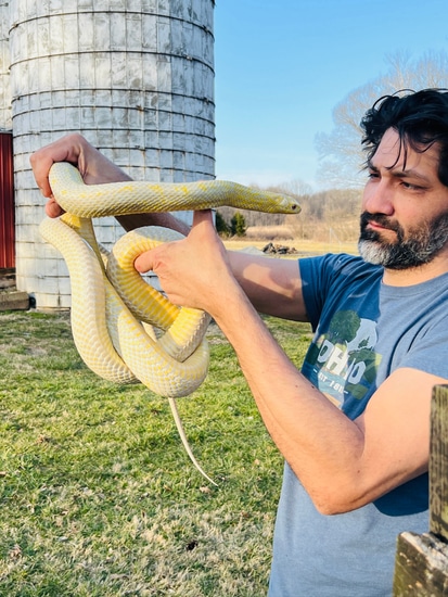 HUGE DOCILE Albino Chinese King Other Rat Snake by Paul's Cool Scales