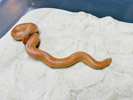 Sunset Indian Sand Boa (Eryx Johnii) by Paul's Cool Scales