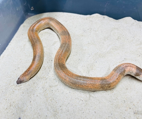 Indian Sand Boa (Eryx Johnii) by Paul's Cool Scales