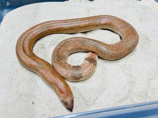 PROVEN BREEDER Sunset Indian Sand Boa by Paul's Cool Scales