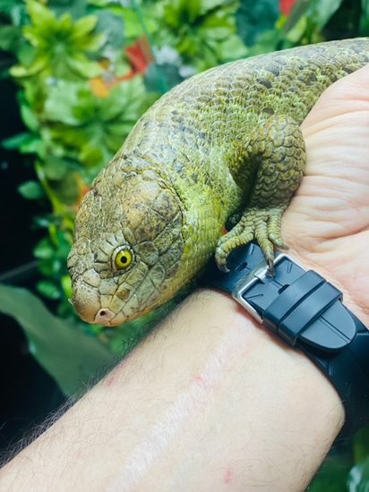 DOCILE Monkey-Tailed Skink by Paul's Cool Scales