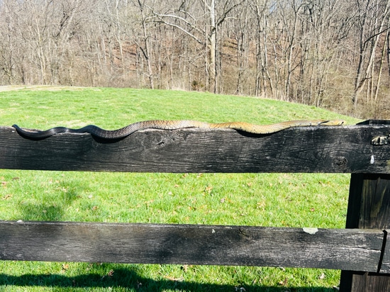 Black Tail Cribo Cribo & Indigo Snakes by Paul's Cool Scales