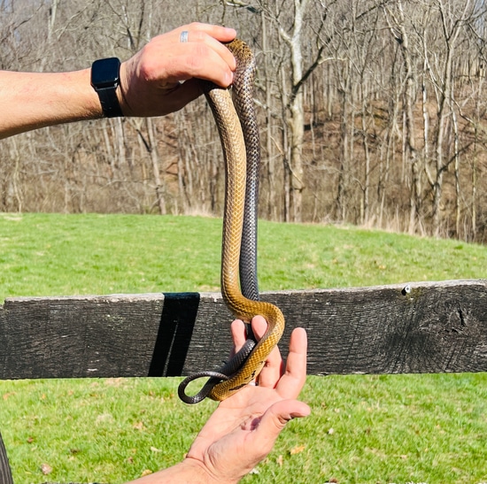 DOCILE Blacktail Cribo Cribo & Indigo Snakes by Paul's Cool Scales