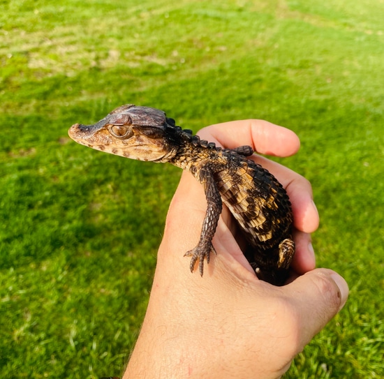 Cuvier’s Dwarf Caiman Cuvier's Dwarf Caiman by Paul's Cool Scales