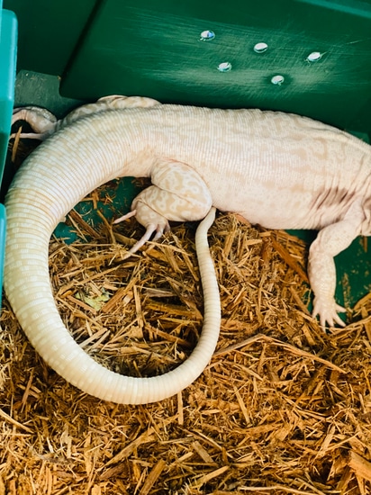 DOCILE Cherry Ice Albino Tegu! Argentine Tegus by Paul's Cool Scales