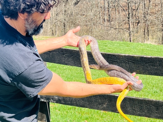 Docile Yellow Tail Cribo Cribo & Indigo Snakes by Paul's Cool Scales